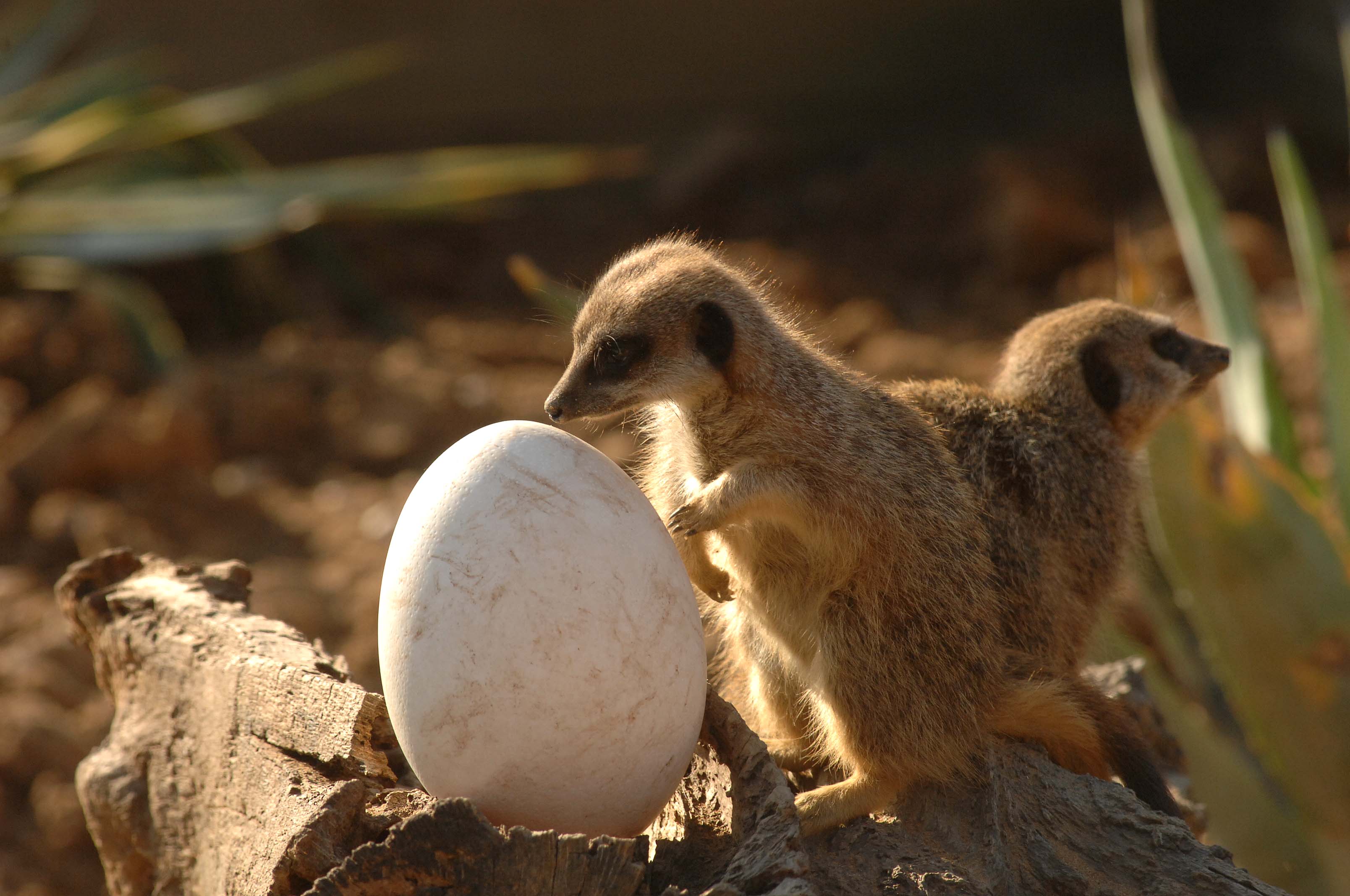 Easter EGG-stravaganza | Events | Yorkshire Wildlife Park