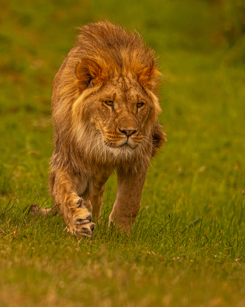 Running Lion Hd Wallpaper