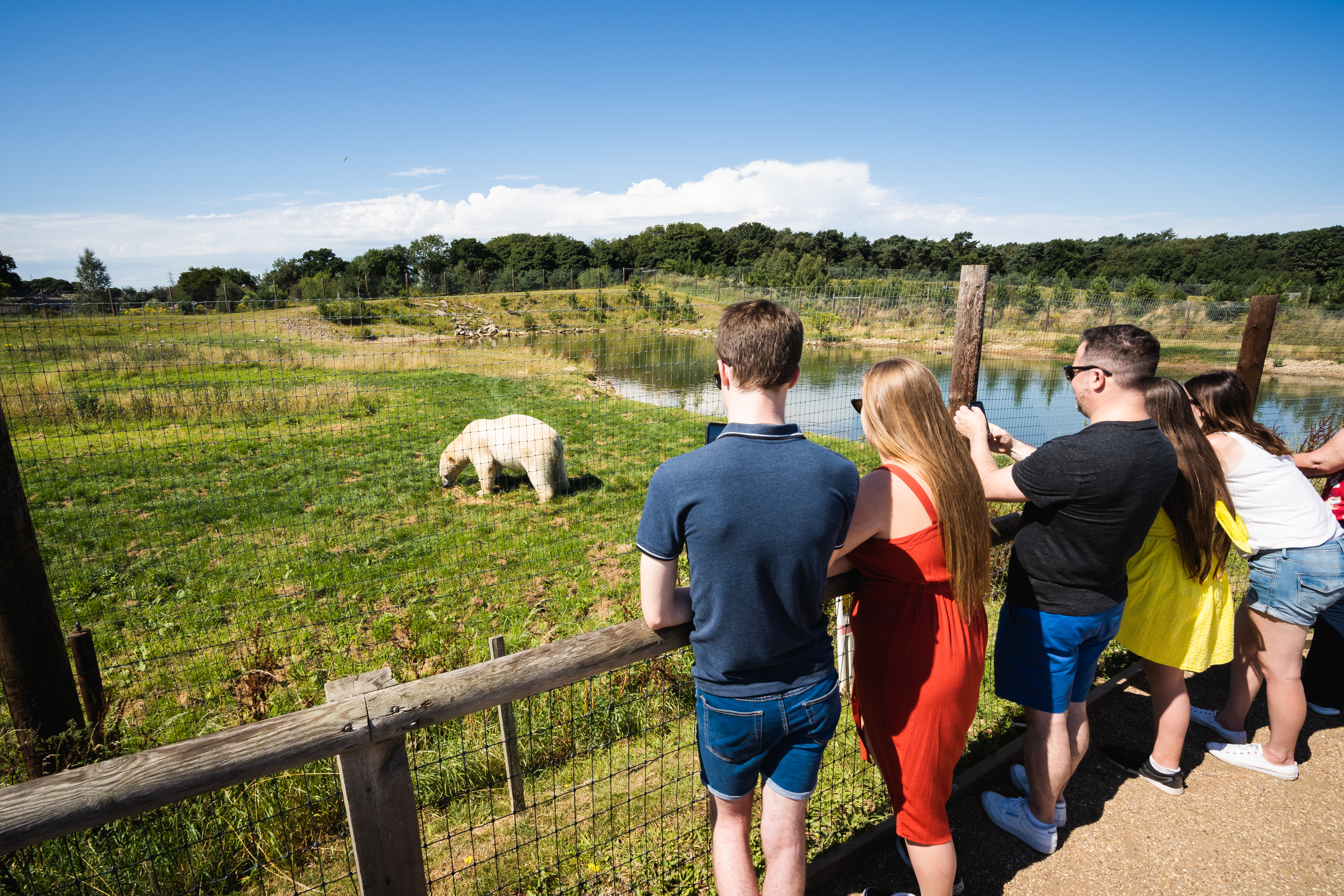 Cheetahs | Animals | Yorkshire Wildlife Park