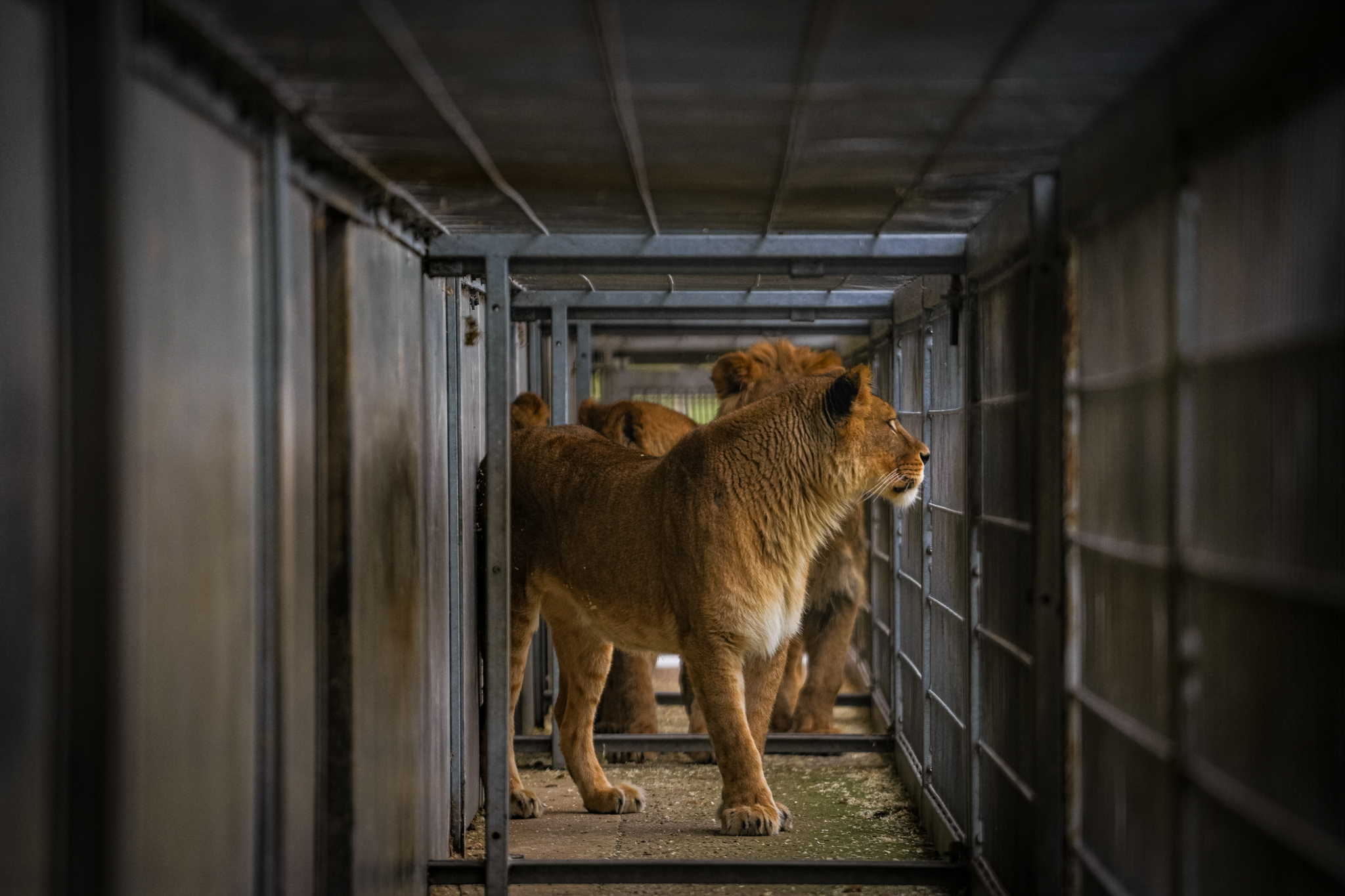 Lion Rescue 2 - Reunited | News | Yorkshire Wildlife Park