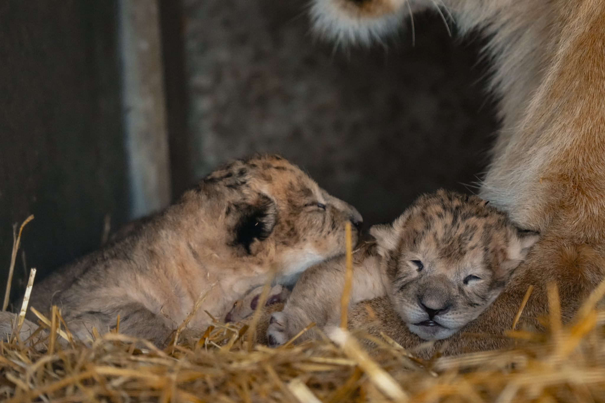 Lion cubs born at YWP | News | Yorkshire Wildlife Park